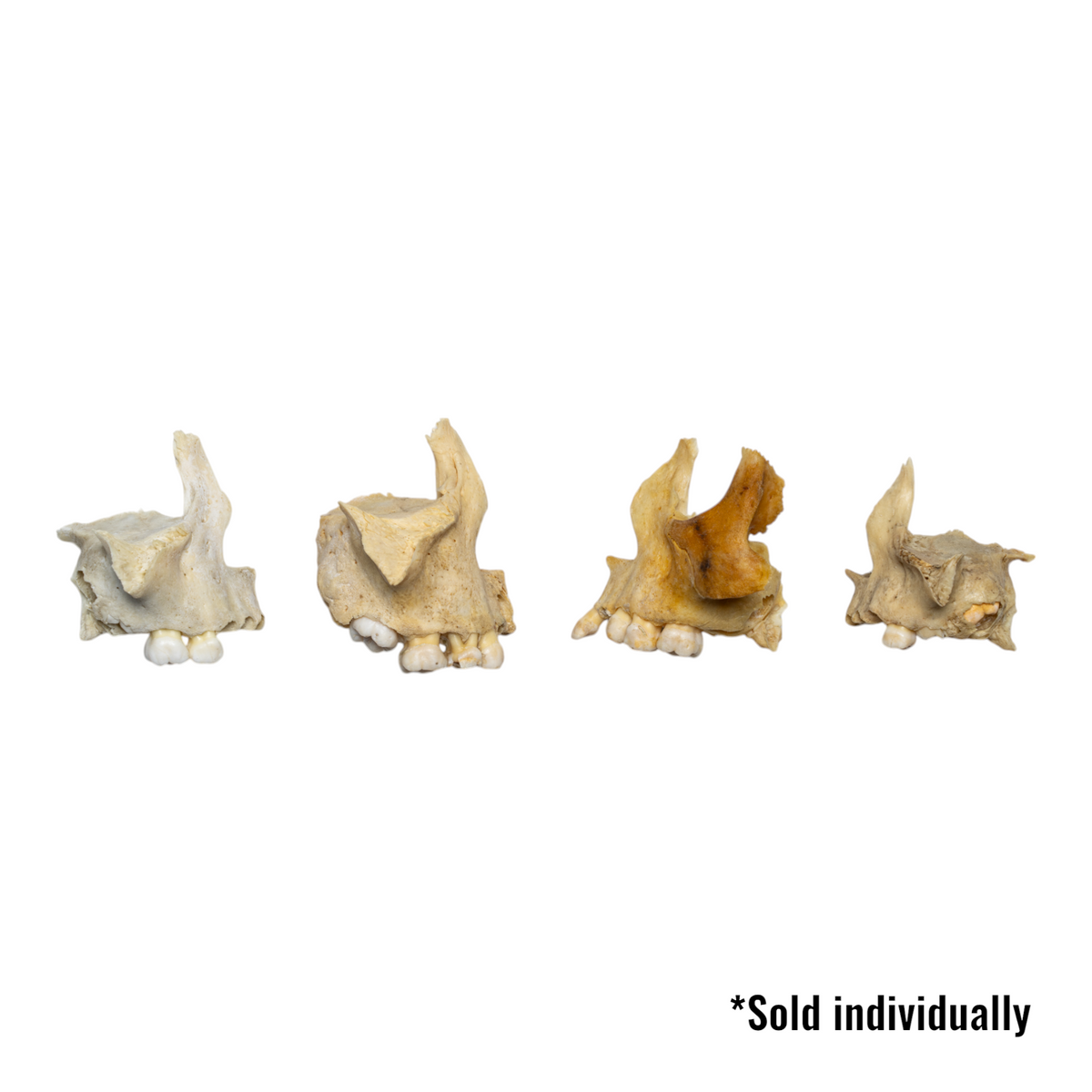 Real Human Child Maxillary Bone For Sale — Skulls Unlimited ...