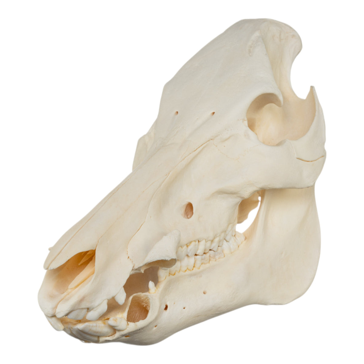 Real Domestic Pig Skull For Sale — Skulls Unlimited International, Inc.