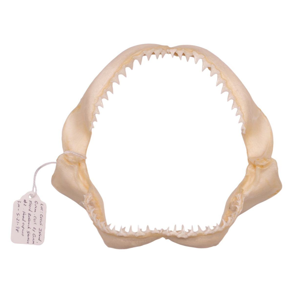 Real Grey Reef Shark Jaw (7.5") For Sale — Skulls Unlimited ...