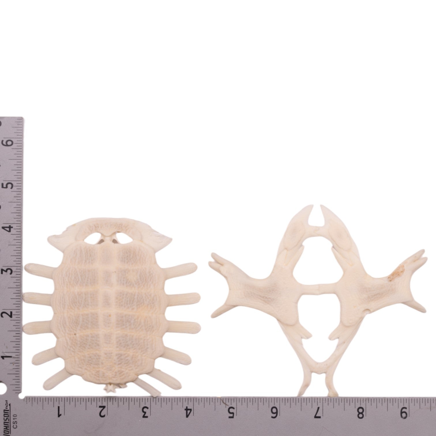 Real Softshell Turtle Skull and Shell For Sale — Skulls Unlimited ...