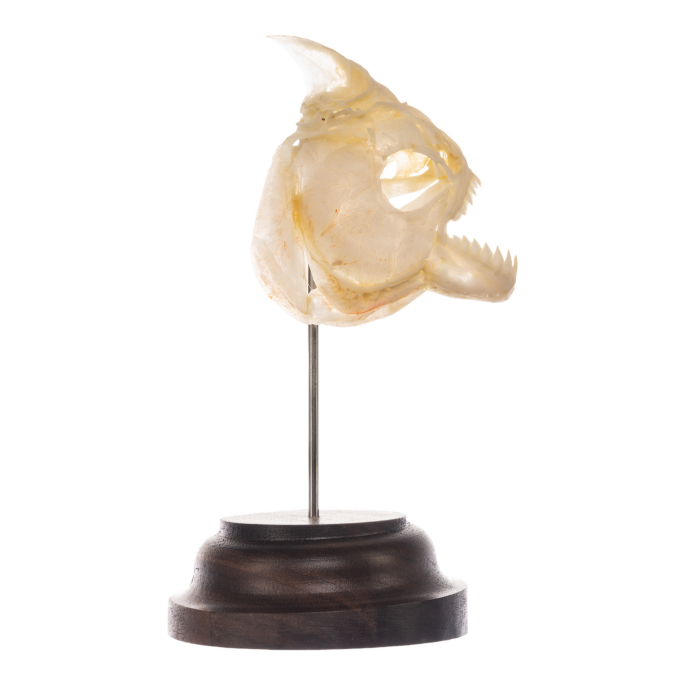 Real Piranha Skull For Sale — Skulls Unlimited International, Inc.