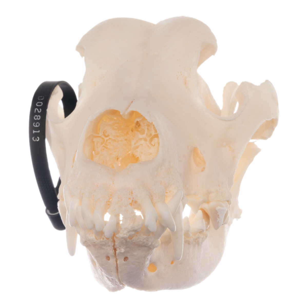 Real German Shepherd Skull For Sale — Skulls Unlimited International, Inc.
