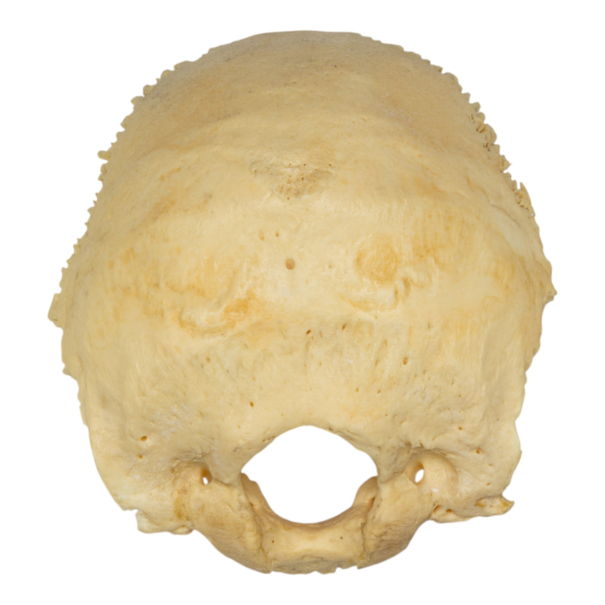 Real Human Occipital Bone For Sale — Skulls Unlimited International, Inc.