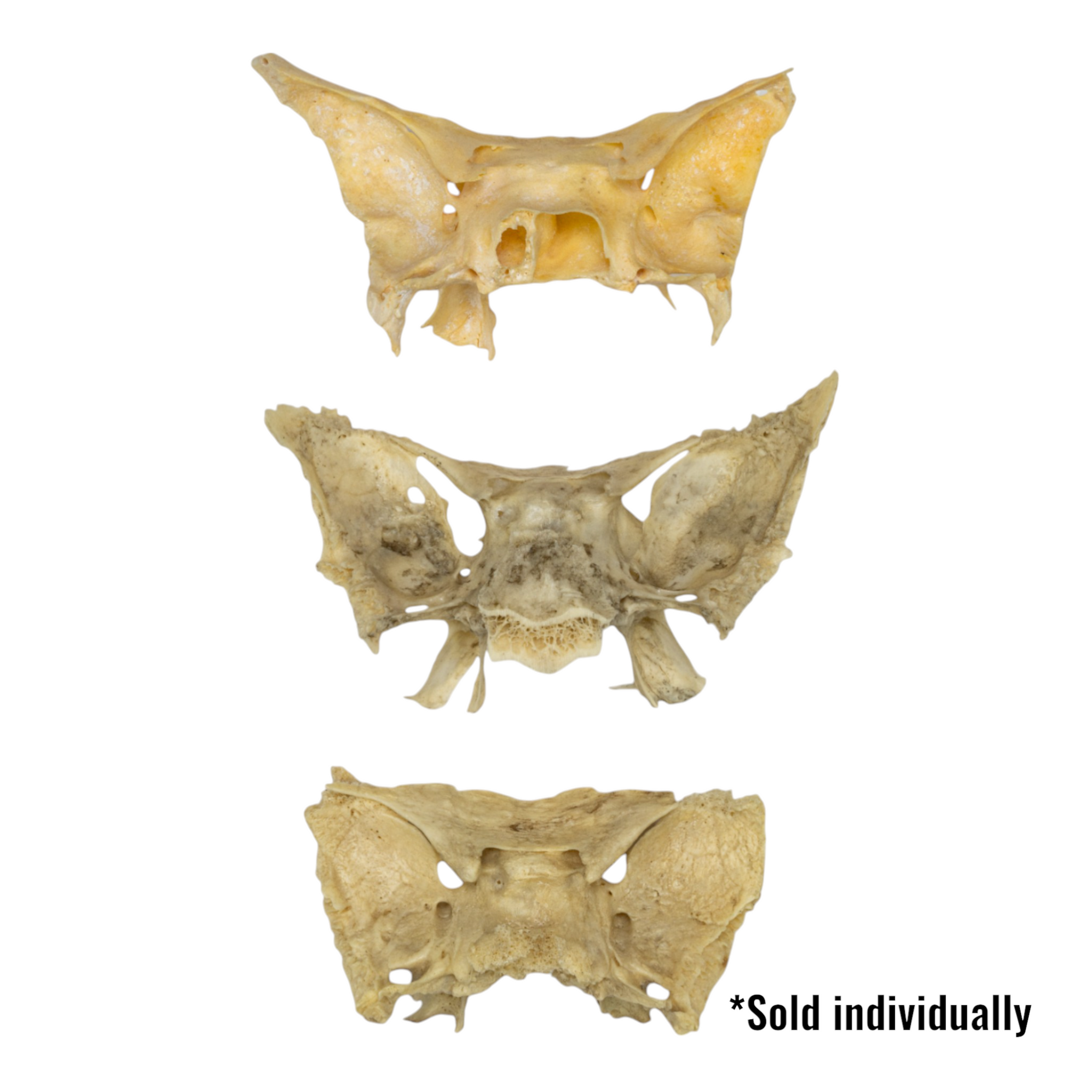 Real Human Sphenoid Bone For Sale — Skulls Unlimited International, Inc.