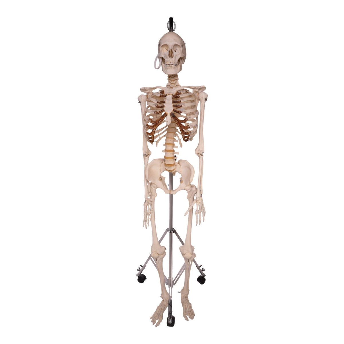 Real Human Articulated Skeleton For Sale — Skulls Unlimited ...