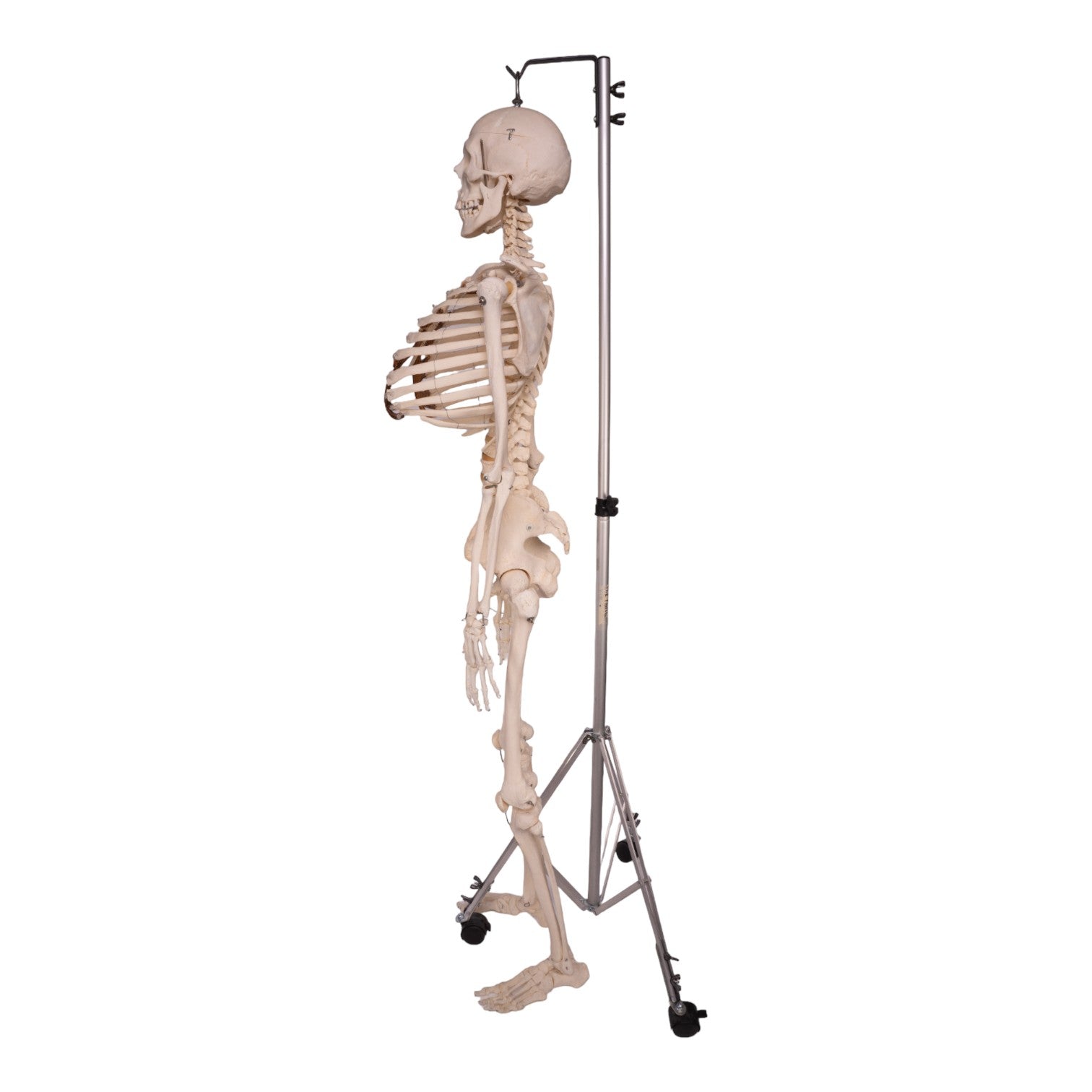 Real Human Articulated Skeleton For Sale — Skulls Unlimited ...