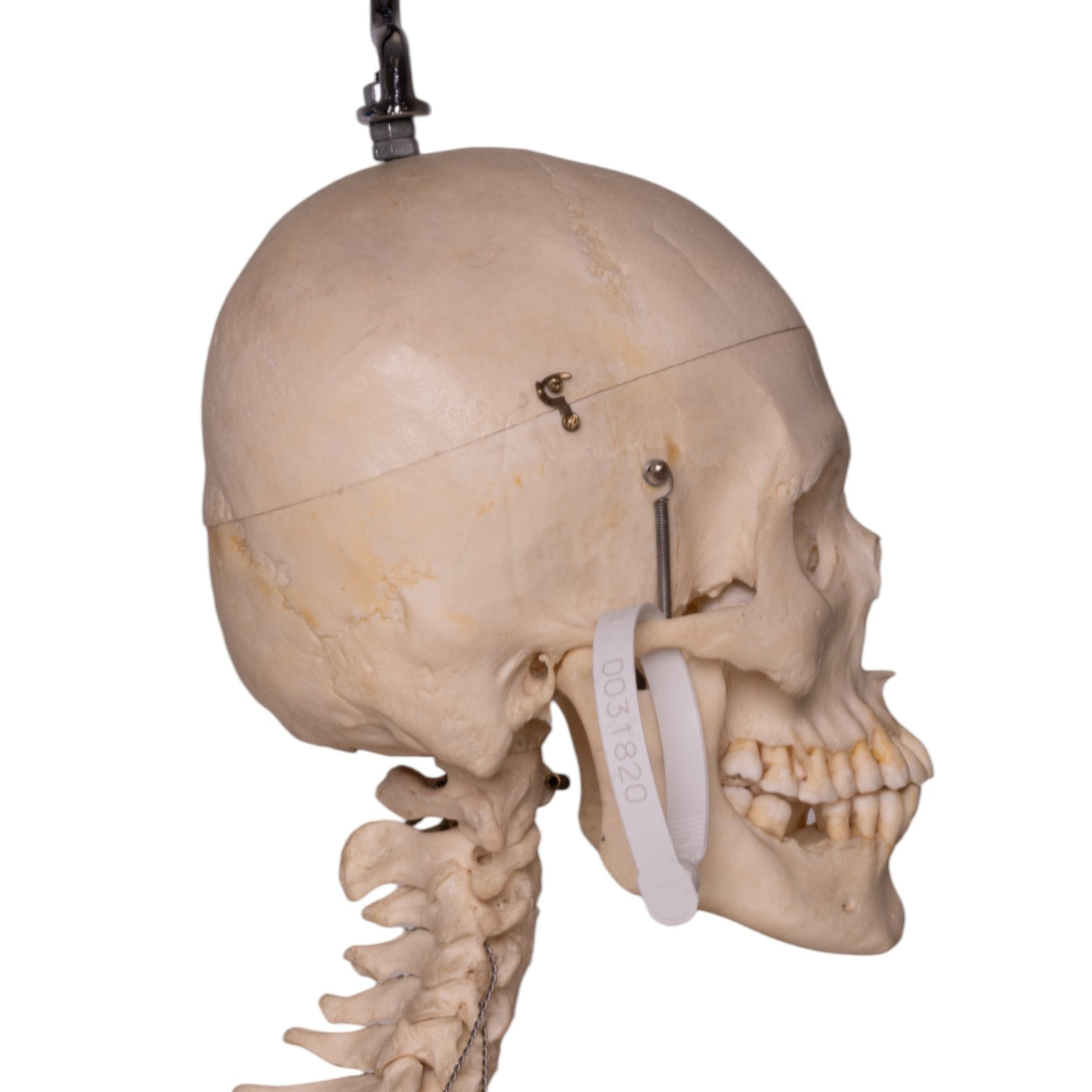 Real Human Articulated Skeleton For Sale — Skulls Unlimited ...