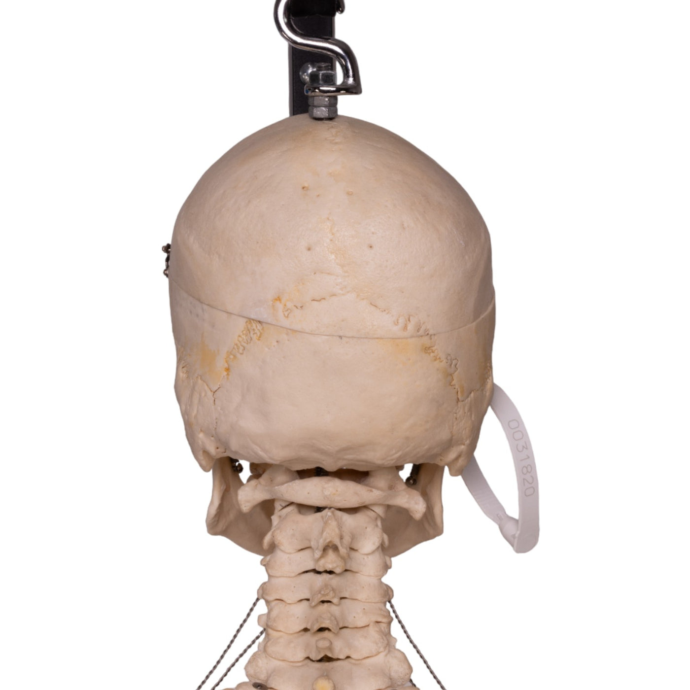 Real Human Articulated Skeleton For Sale — Skulls Unlimited ...