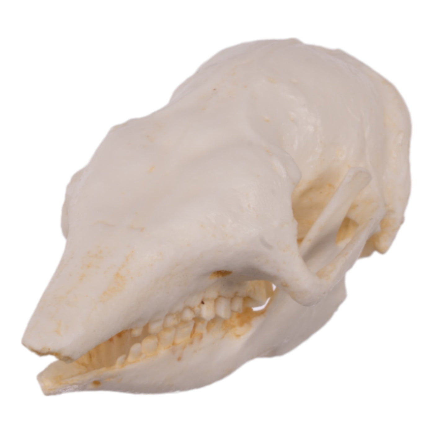 Replica Three-banded Armadillo Skull For Sale — Skulls Unlimited ...