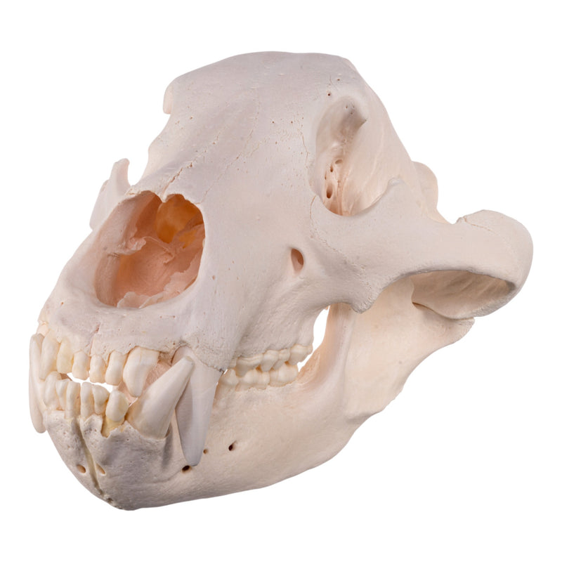 Real Kodiak Grizzly Bear Skull For Sale — Skulls Unlimited ...