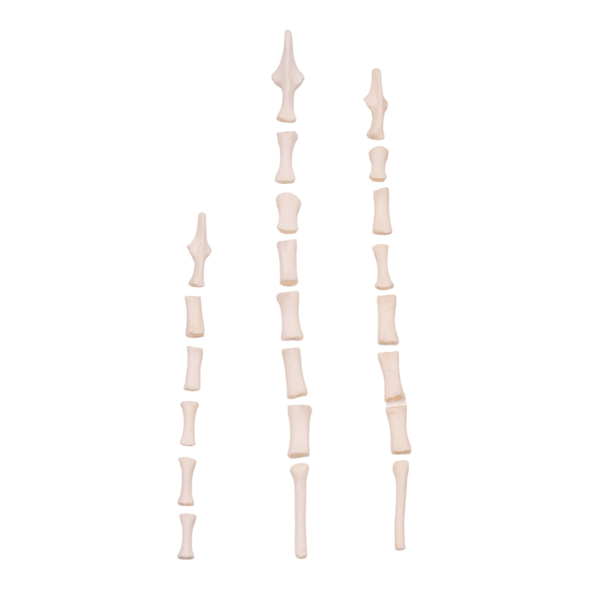 Real Domestic Cat Disarticulated Sternum For Sale — Skulls Unlimited ...