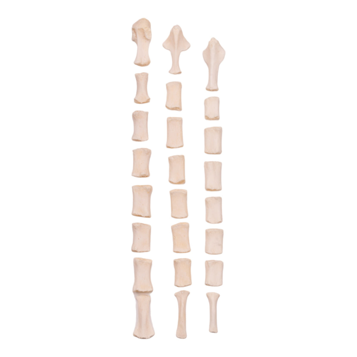 Real Domestic Dog Disarticulated Sternum For Sale — Skulls Unlimited ...