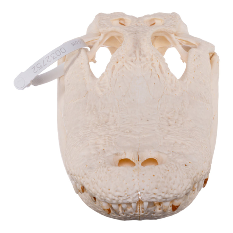 Real American Alligator Skull For Sale — Skulls Unlimited International ...