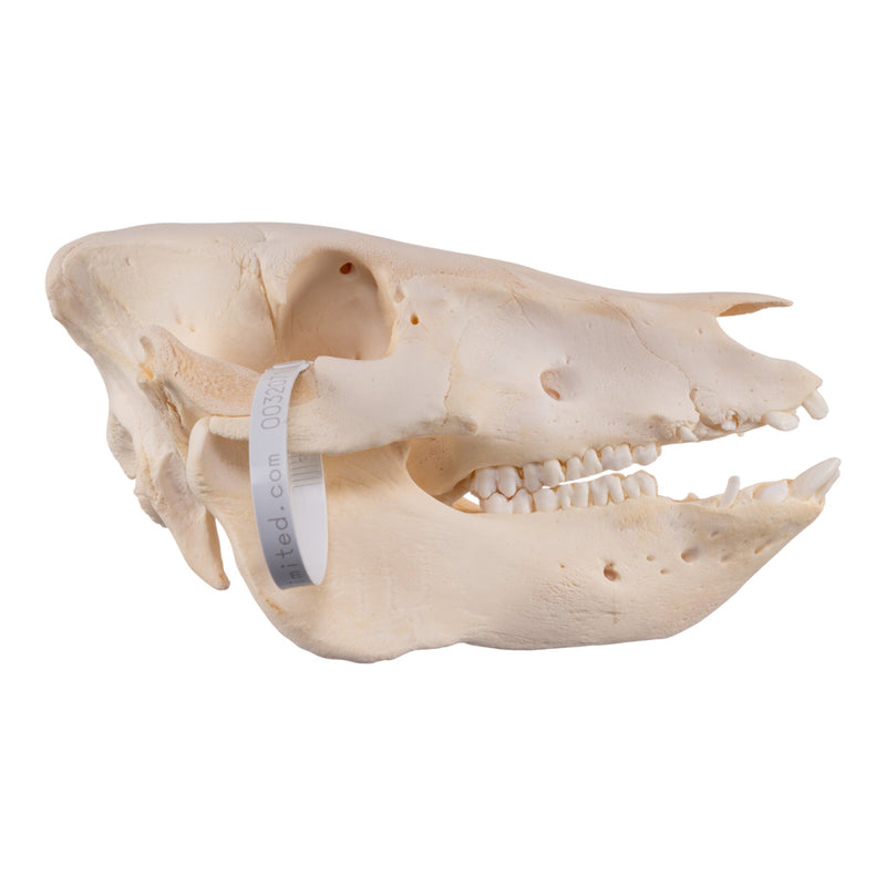 Real Potbellied Pig Skull - Juvenile For Sale — Skulls Unlimited ...