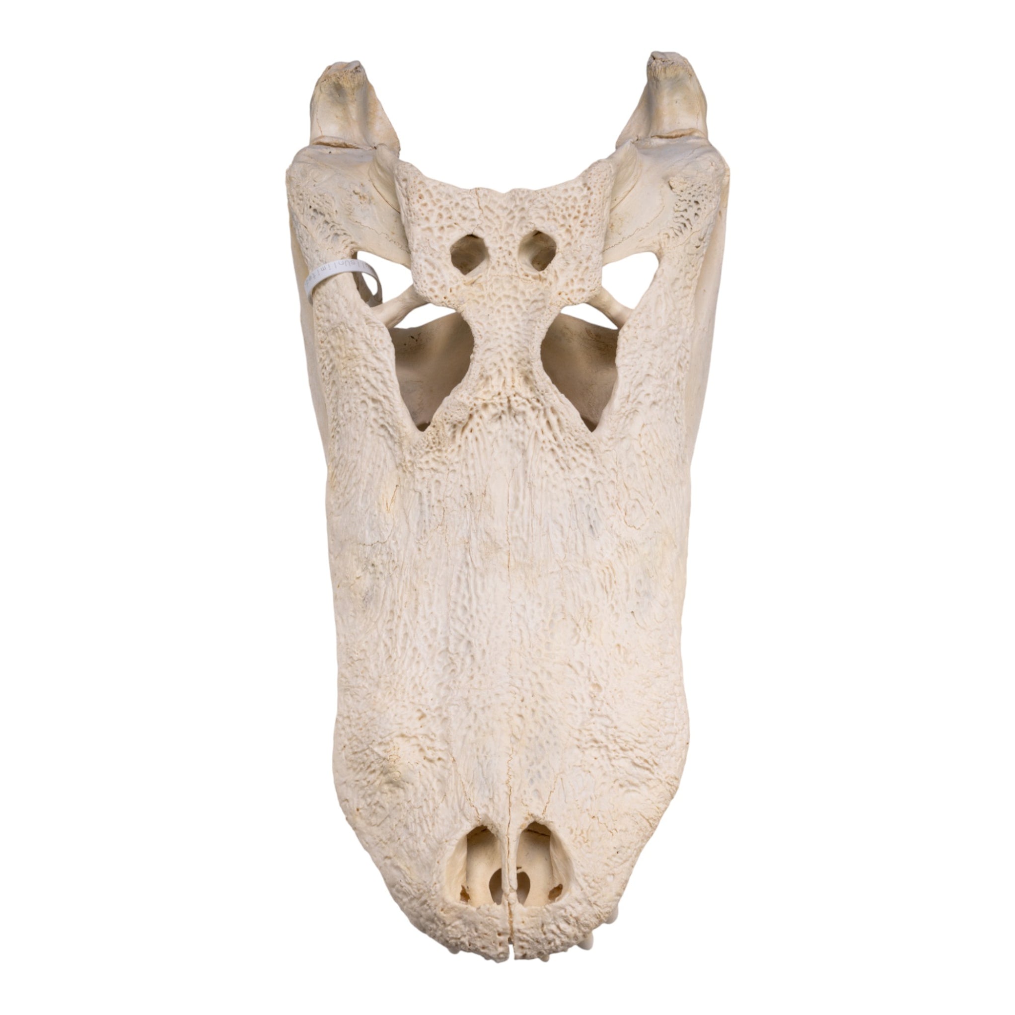 Real American Alligator Skull For Sale — Skulls Unlimited International ...