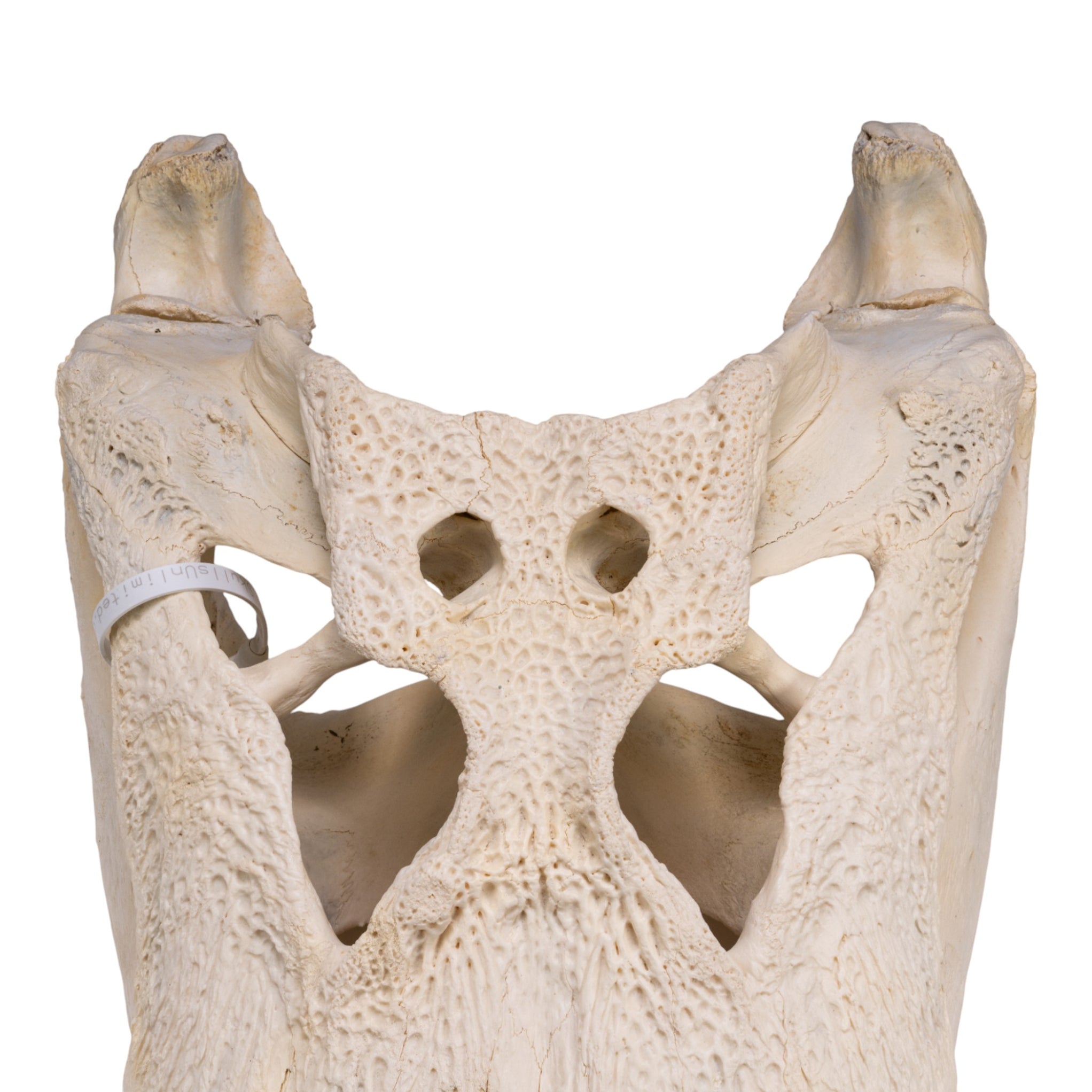 Real American Alligator Skull For Sale — Skulls Unlimited International ...