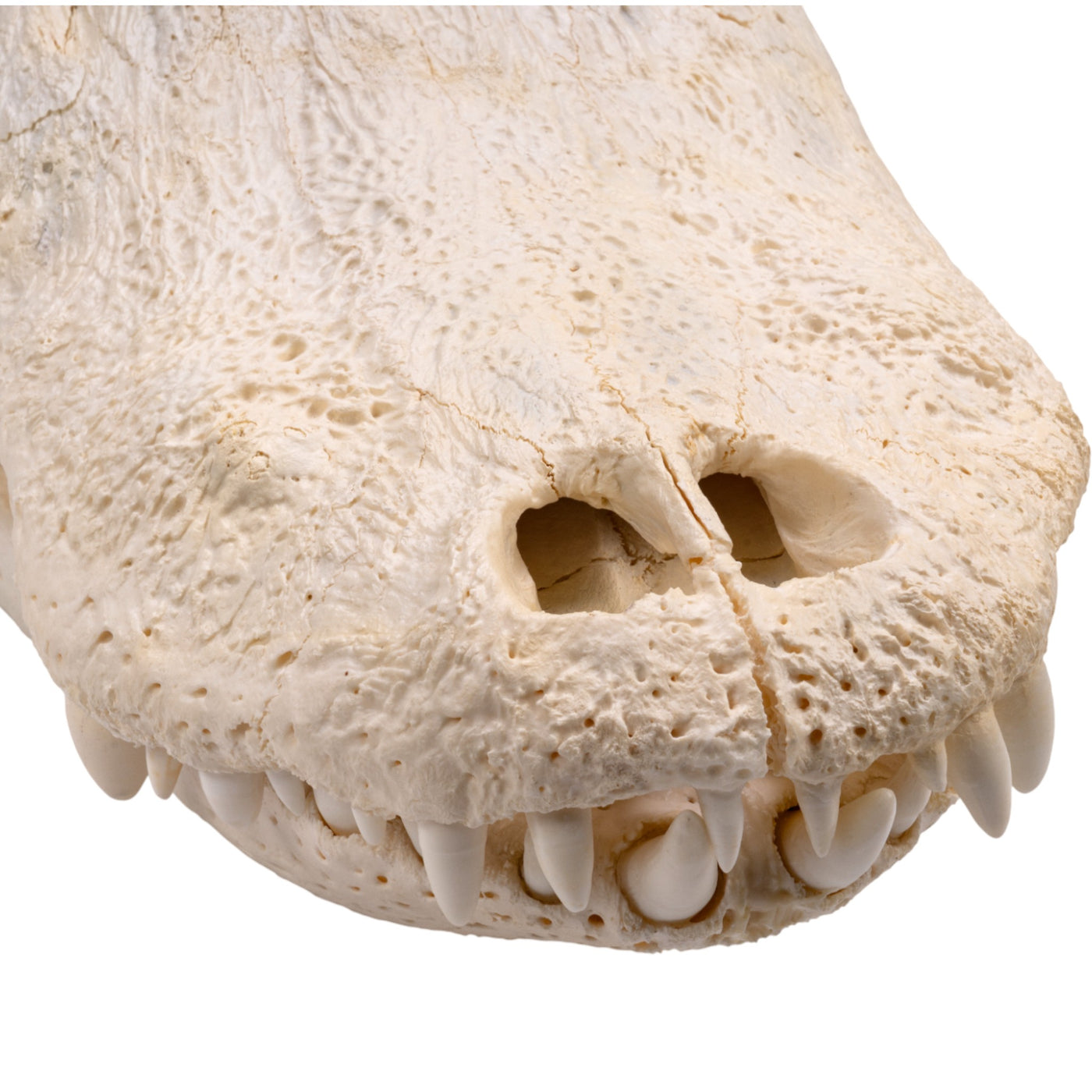 Real American Alligator Skull For Sale — Skulls Unlimited International ...