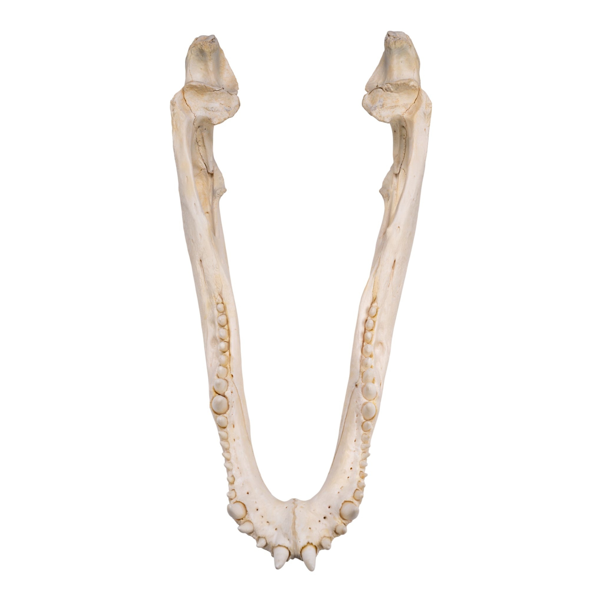 Real American Alligator Skull For Sale — Skulls Unlimited International ...