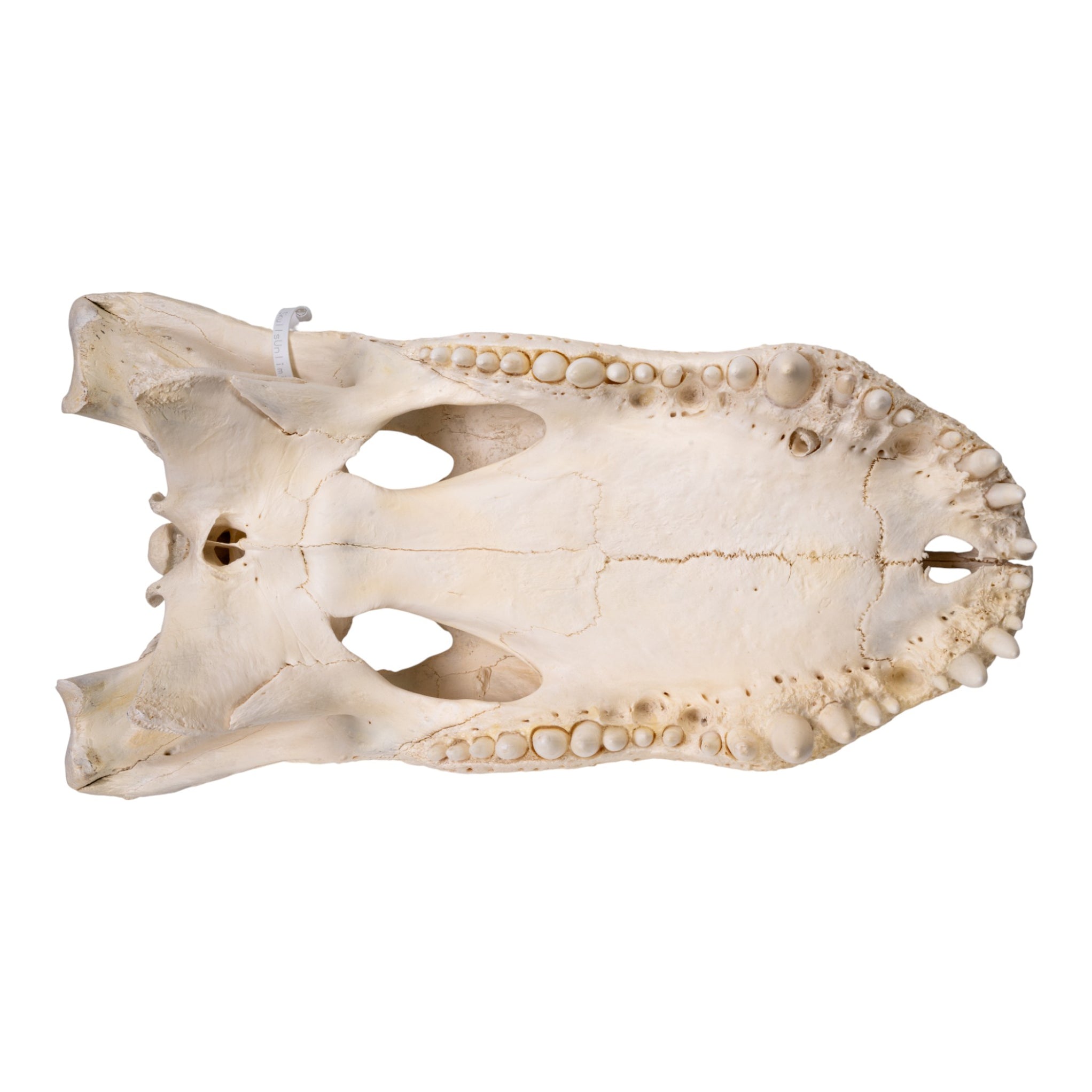 Real American Alligator Skull For Sale — Skulls Unlimited International ...