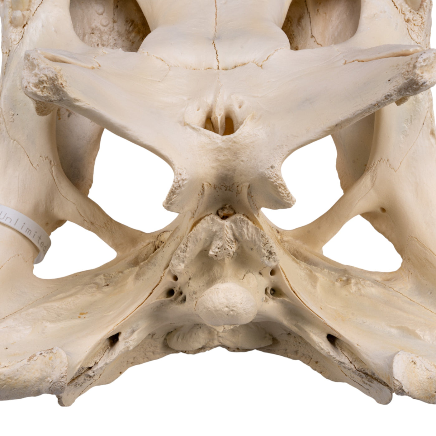 Real American Alligator Skull For Sale — Skulls Unlimited International ...
