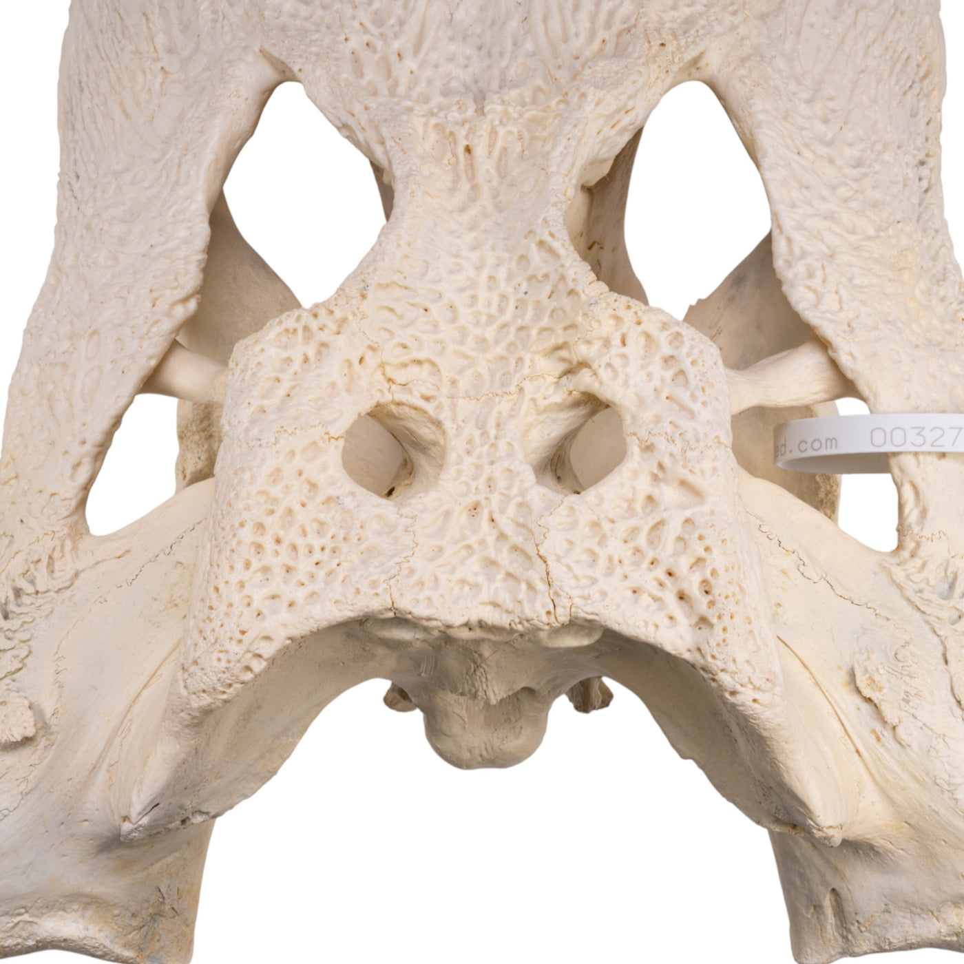 Real American Alligator Skull For Sale — Skulls Unlimited International ...
