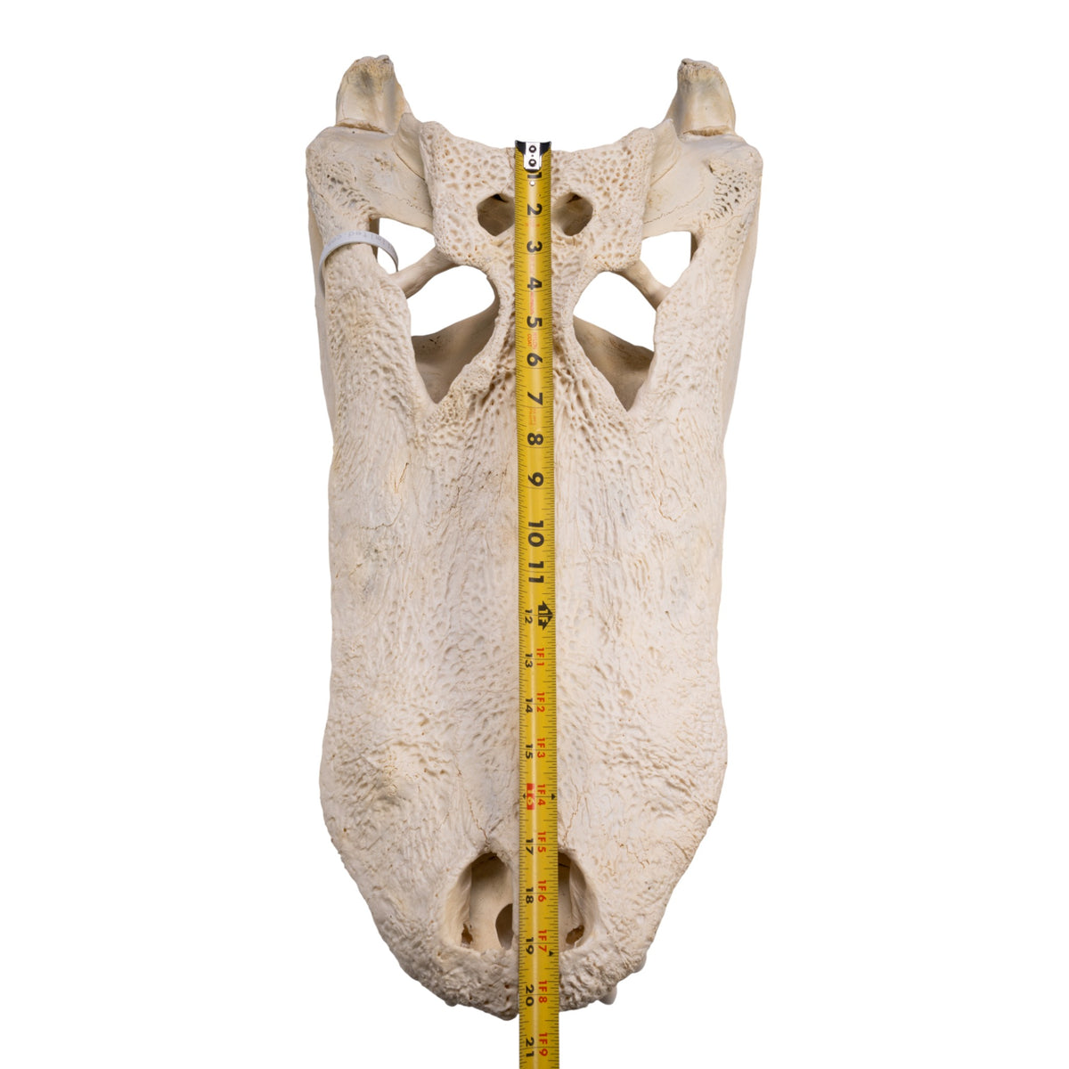 Real American Alligator Skull For Sale — Skulls Unlimited International ...
