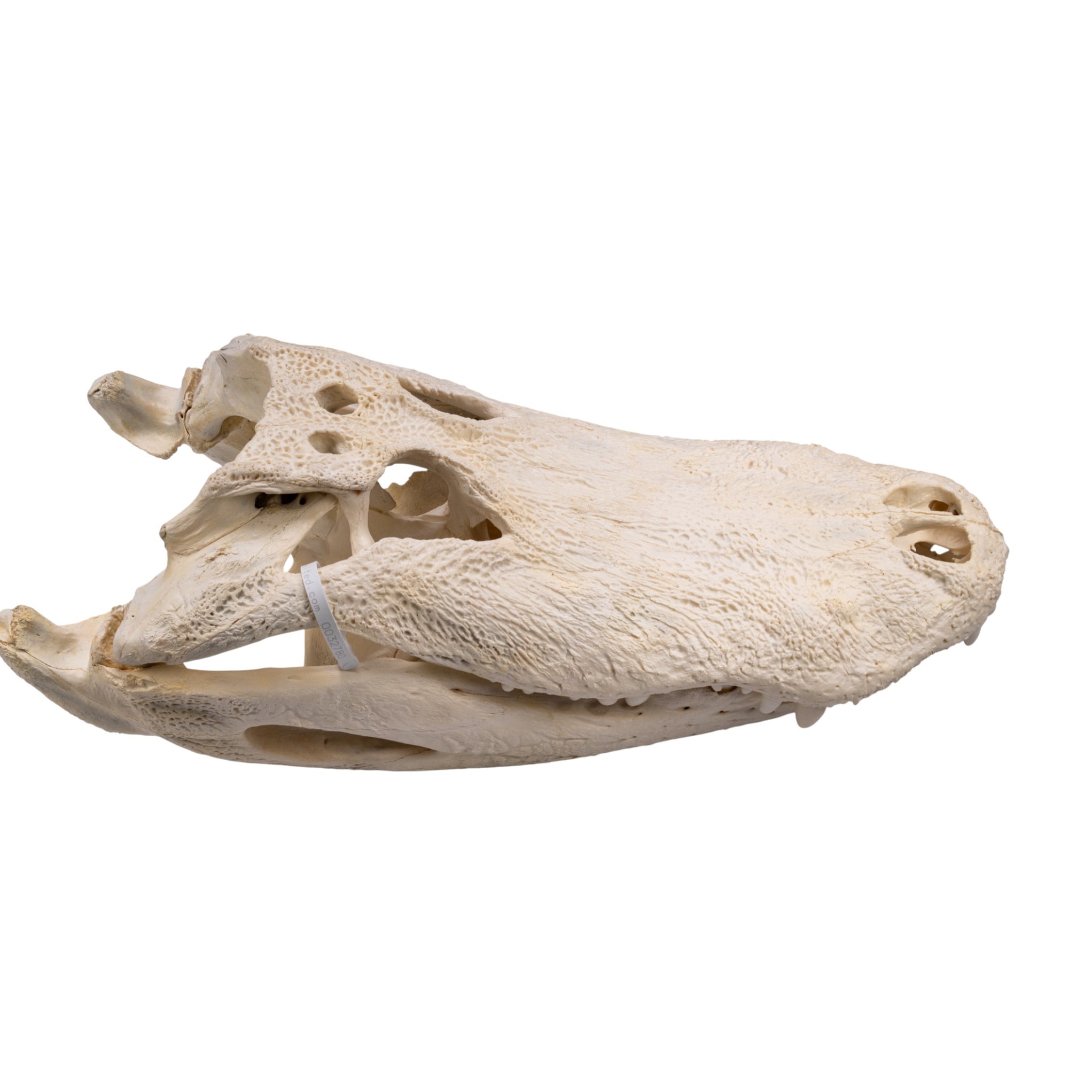 Real American Alligator Skull For Sale — Skulls Unlimited International ...