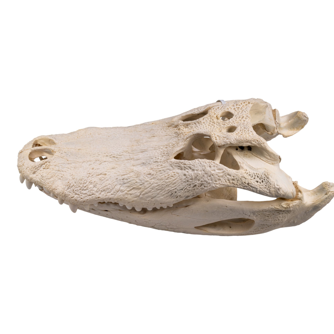 Real American Alligator Skull For Sale — Skulls Unlimited International ...