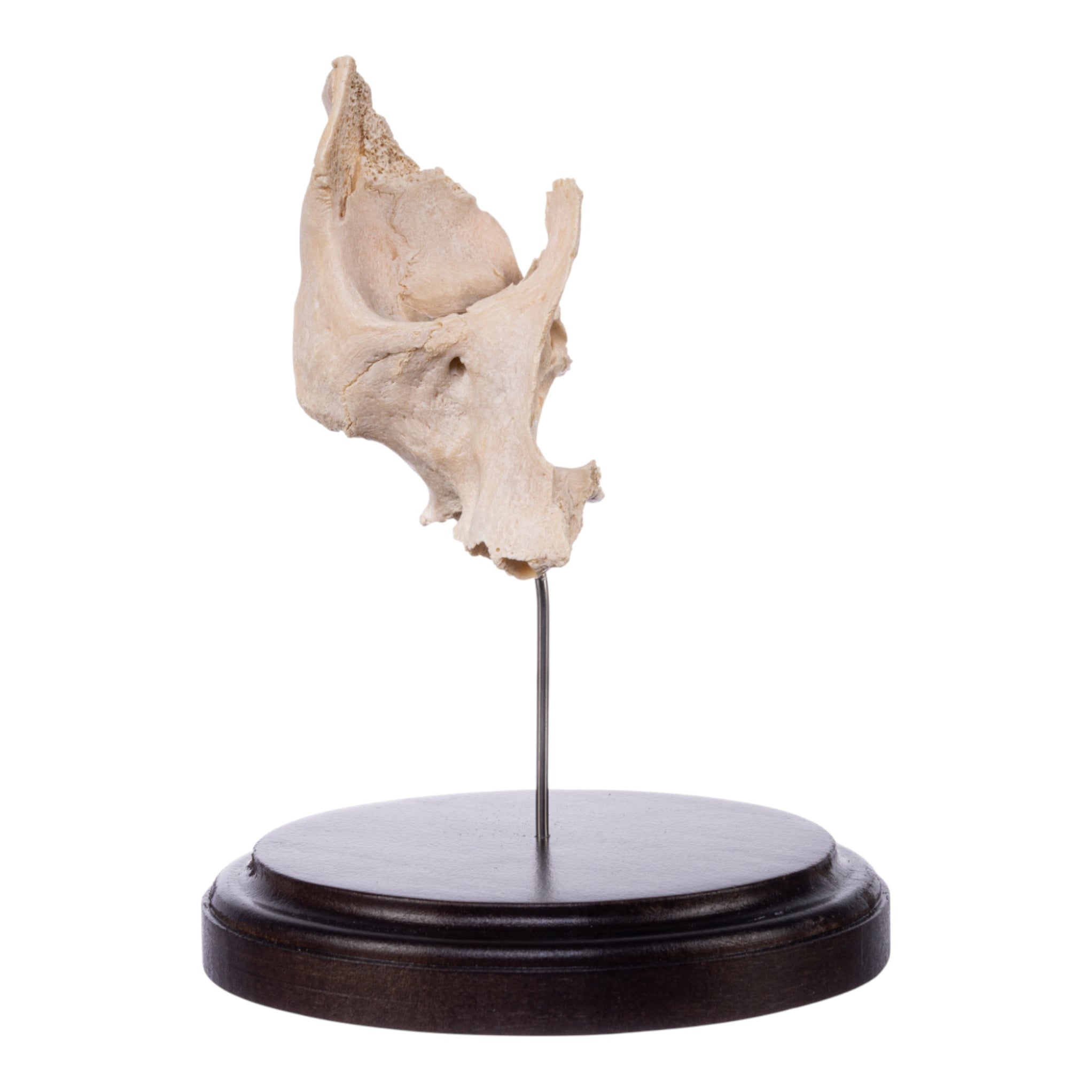 Real Human Partial Maxilla and Occipital Bone on Stand For Sale ...