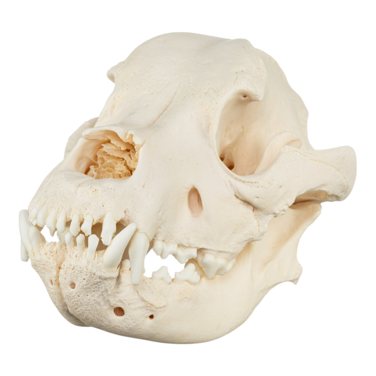 Real Mastiff Skull For Sale — Skulls Unlimited International, Inc.