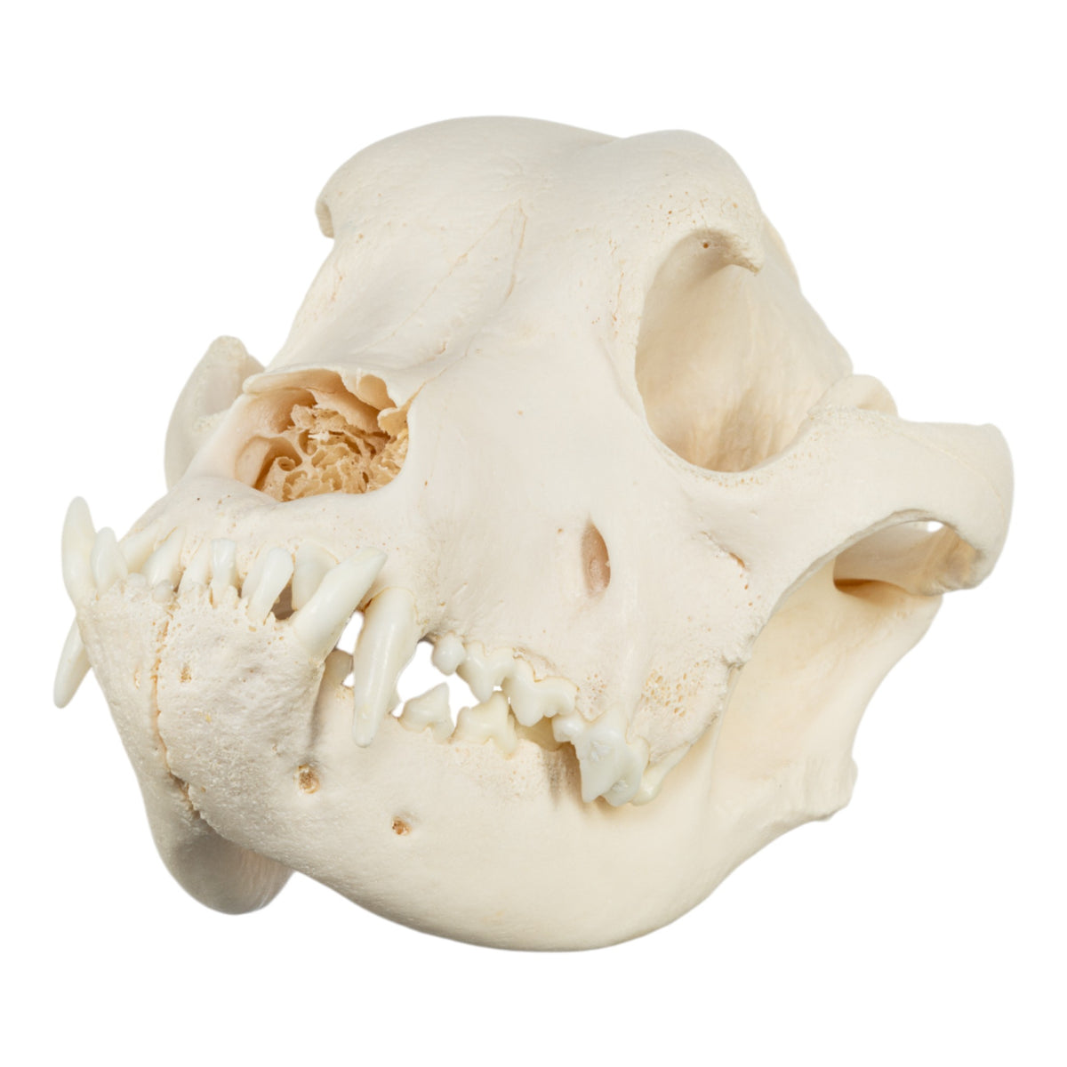 Real Mastiff Skull For Sale — Skulls Unlimited International, Inc.