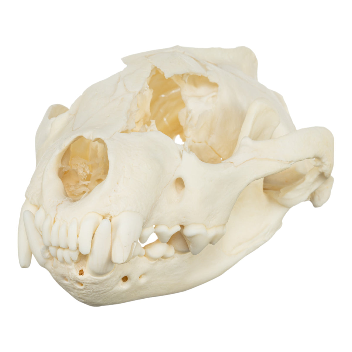 Real Wolverine Skull For Sale — Skulls Unlimited International, Inc.