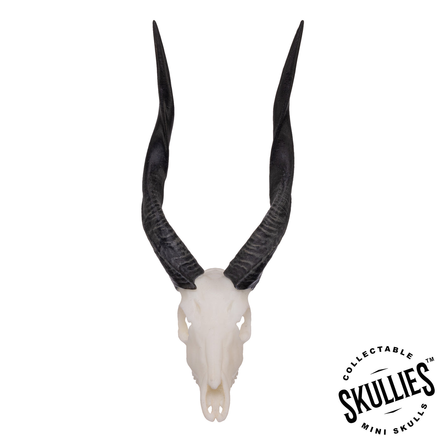 SKULLIES - Miniature Bushbuck Skull For Sale — Skulls Unlimited ...