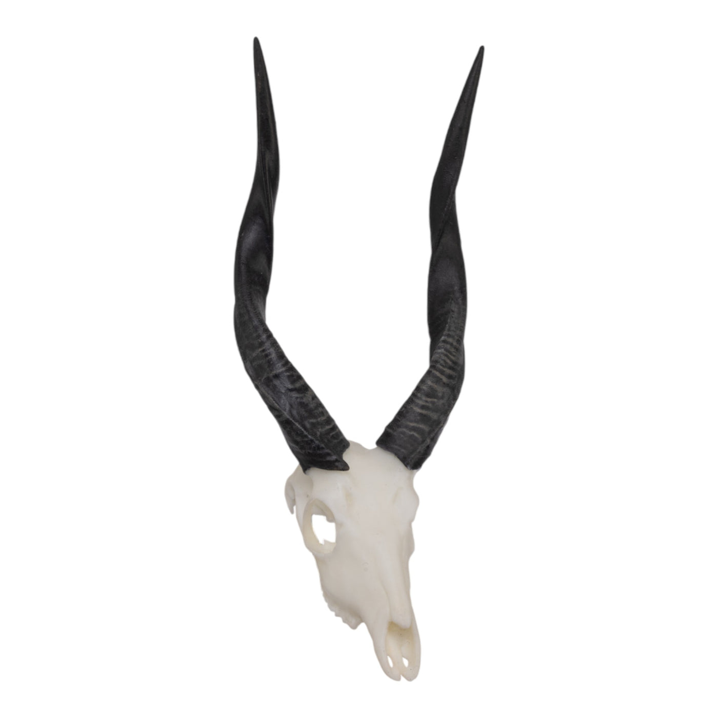 SKULLIES - Miniature Bushbuck Skull For Sale — Skulls Unlimited ...
