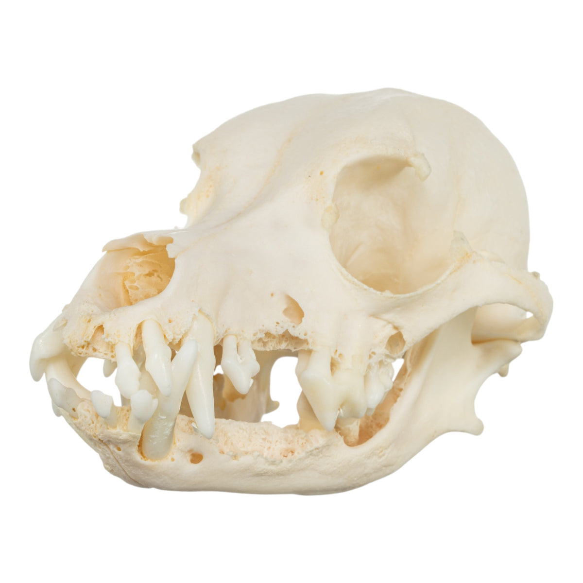 Real Corgi Skull For Sale — Skulls Unlimited International, Inc.