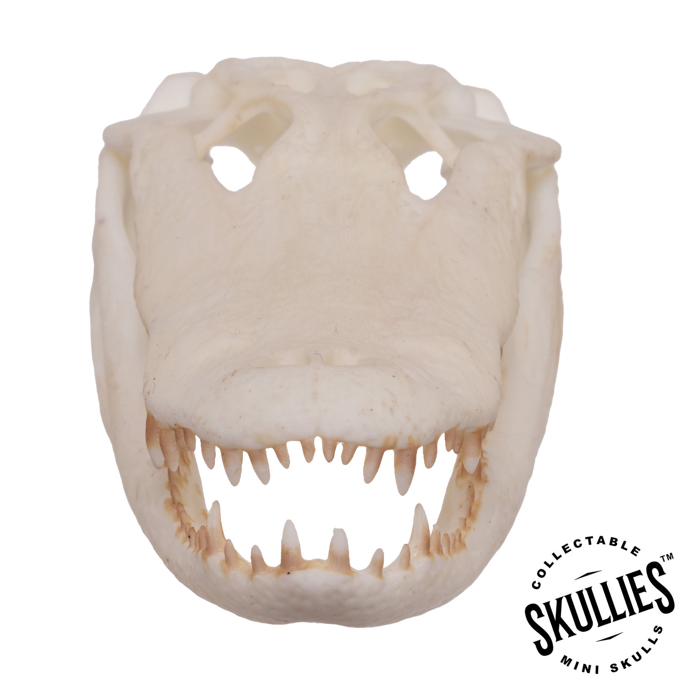 SKULLIES - Miniature Alligator Skull For Sale — Skulls Unlimited ...