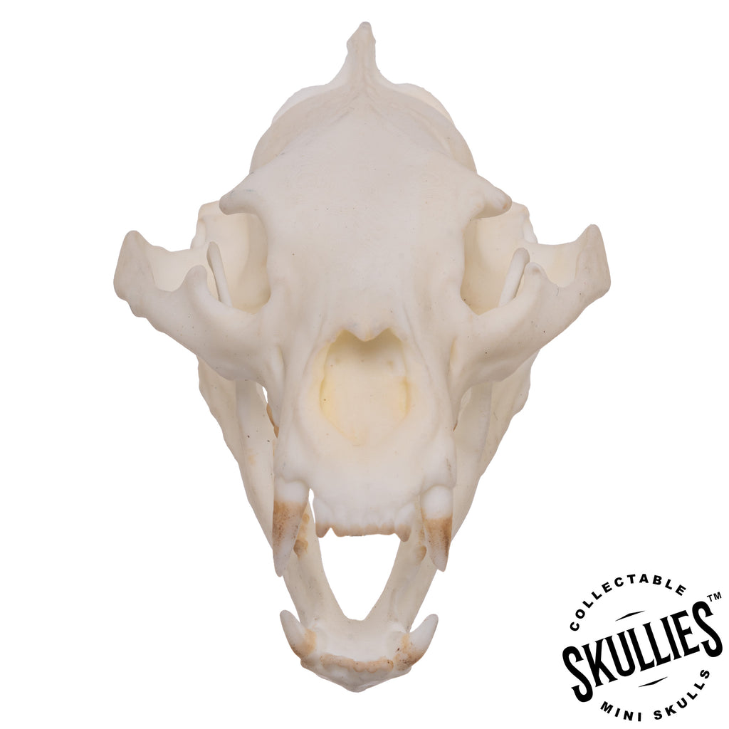 Skullies - Miniature Replica Skulls — Skulls Unlimited International, Inc.