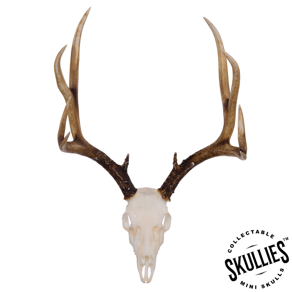 Skullies - Miniature Replica Skulls — Skulls Unlimited International, Inc.