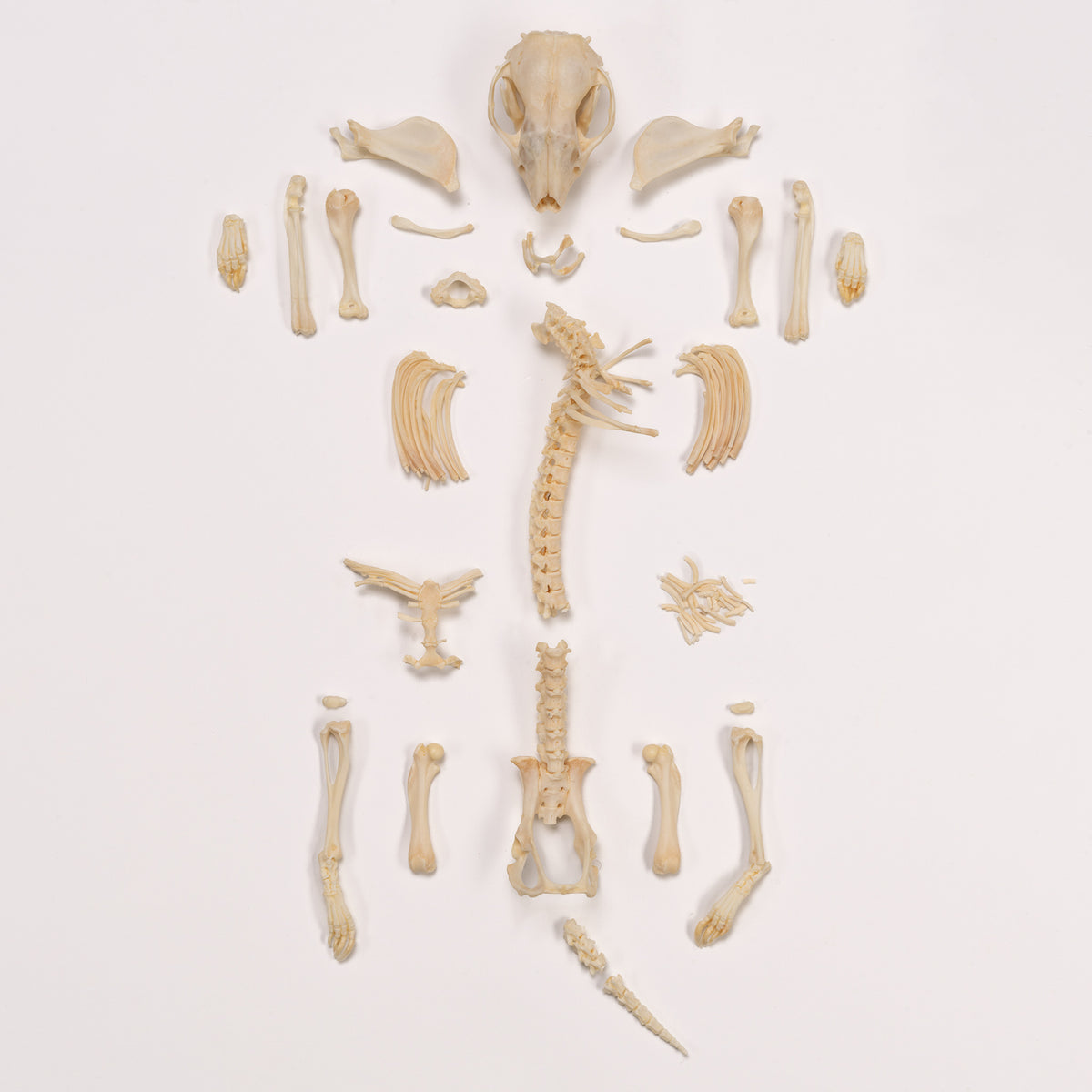 Real Hedgehog Skeleton For Sale — Skulls Unlimited International, Inc.