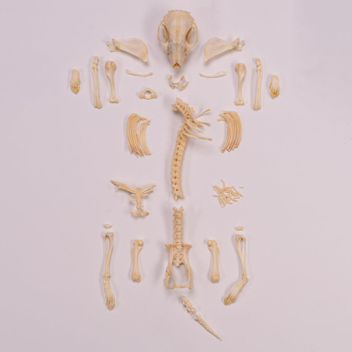 Real Hedgehog Skeleton For Sale — Skulls Unlimited International, Inc.