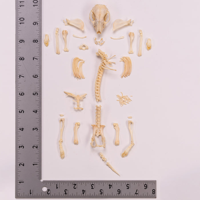 Real Hedgehog Skeleton For Sale — Skulls Unlimited International, Inc.