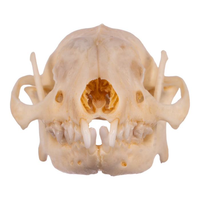 Real Hedgehog Skeleton For Sale — Skulls Unlimited International, Inc.