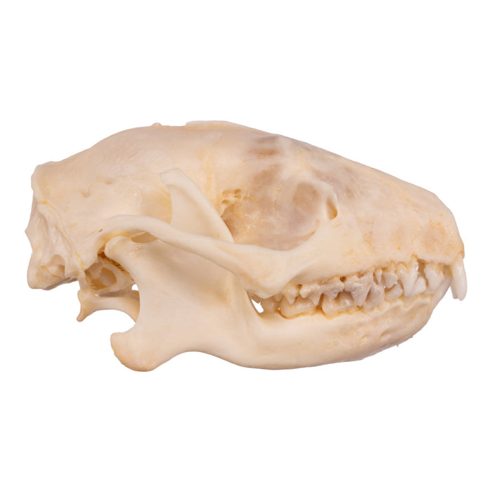 Real Hedgehog Skeleton For Sale — Skulls Unlimited International, Inc.