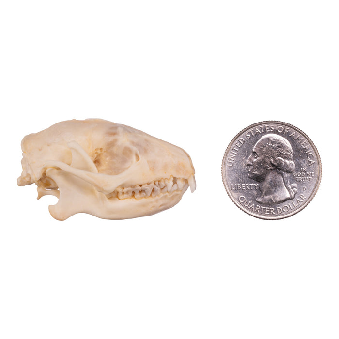 Real Hedgehog Skeleton For Sale — Skulls Unlimited International, Inc.