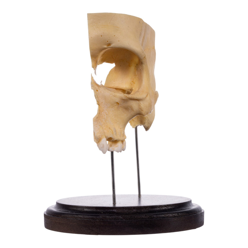 Real Human Skull For Sale — Skulls Unlimited International, Inc.