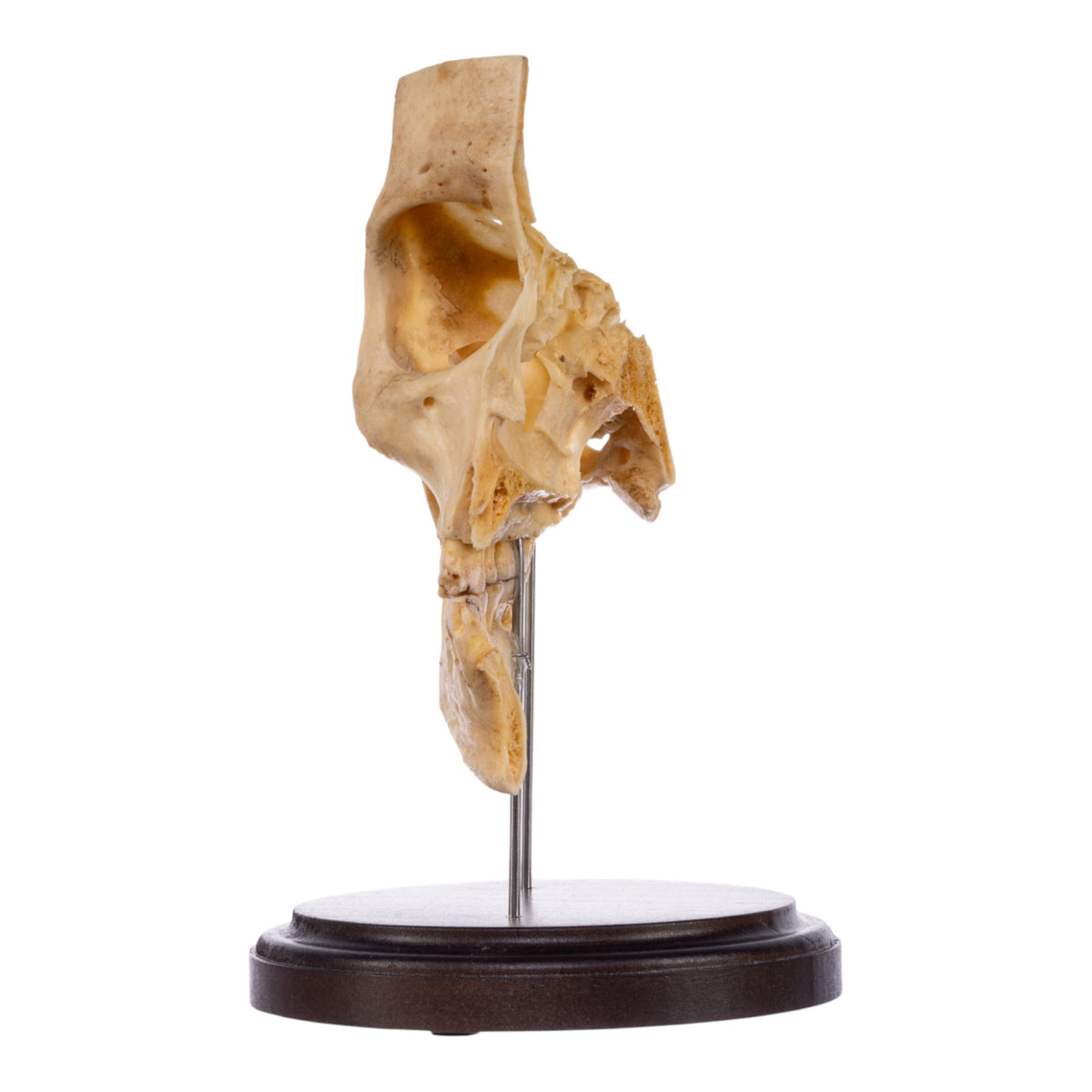 Real Human Skull For Sale — Skulls Unlimited International, Inc.