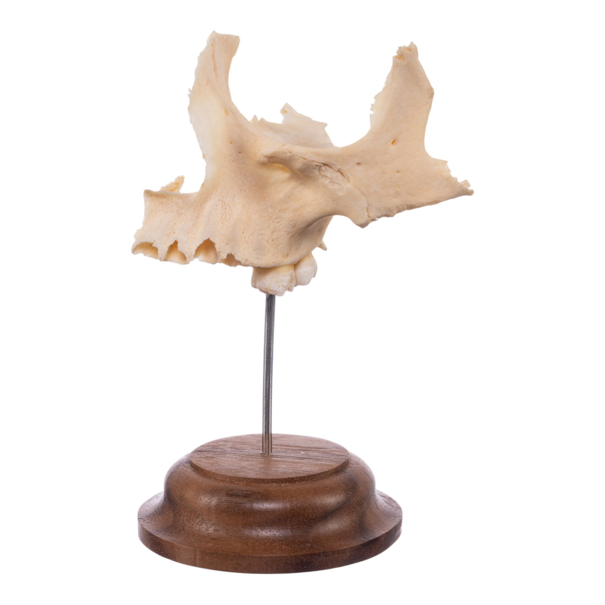 Real Human Skull For Sale — Skulls Unlimited International, Inc.
