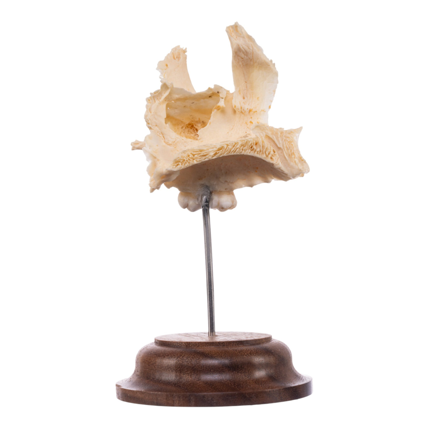 Real Human Skull For Sale — Skulls Unlimited International, Inc.