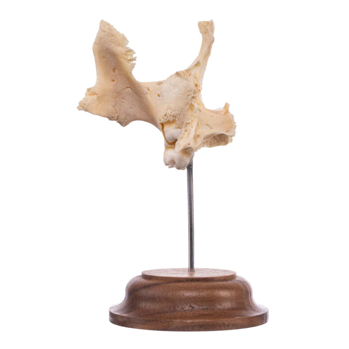 Real Human Skull For Sale — Skulls Unlimited International, Inc.