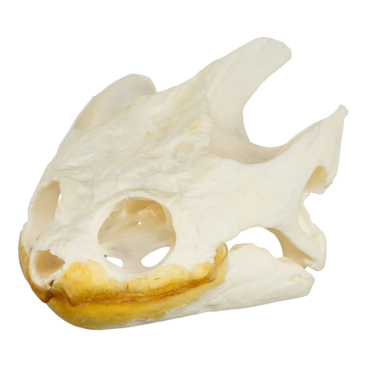 Real Snapping Turtle Skull With Pathology For Sale — Skulls Unlimited ...
